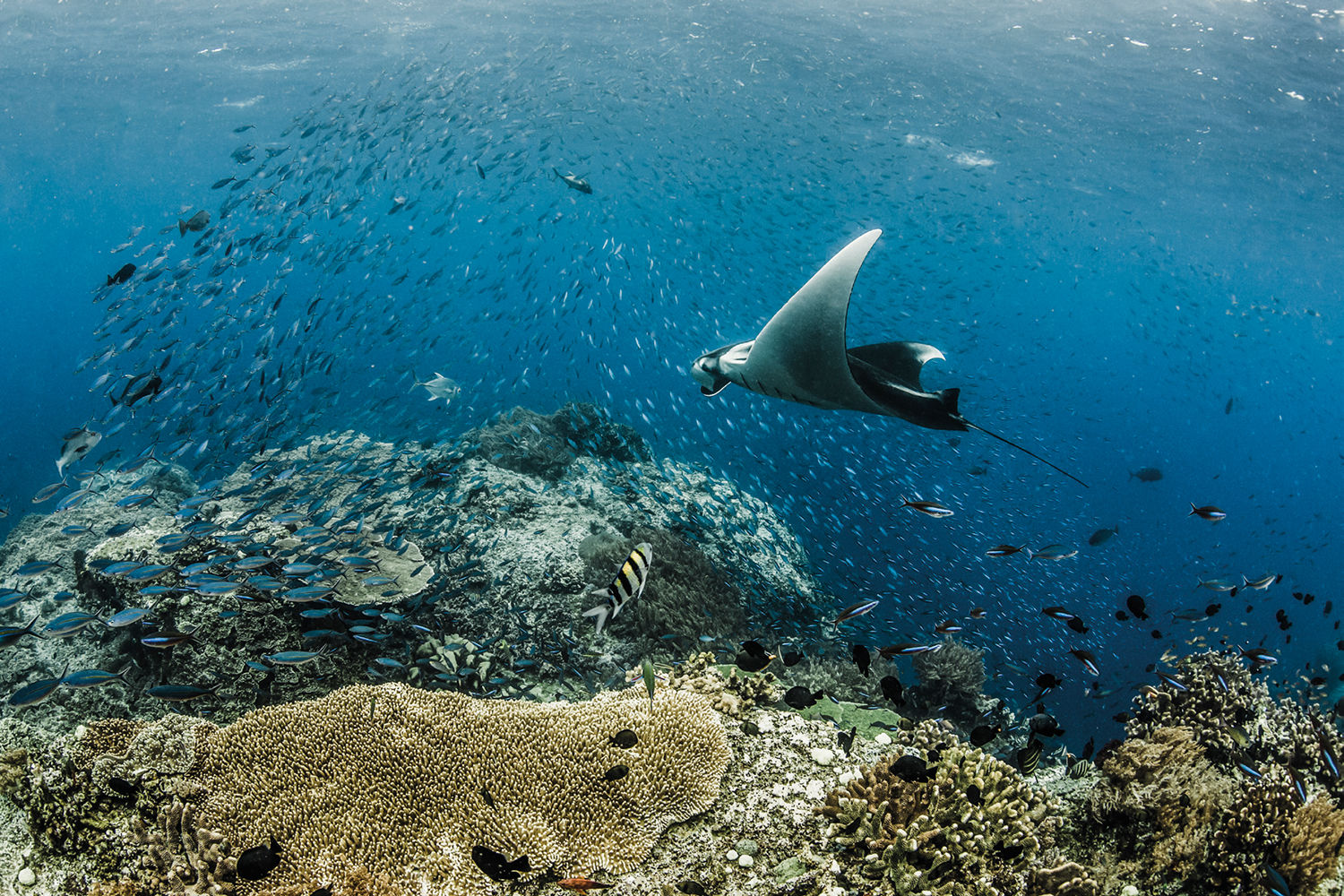 HAMISH DAUD: Code Red | Prestige Online - Indonesia