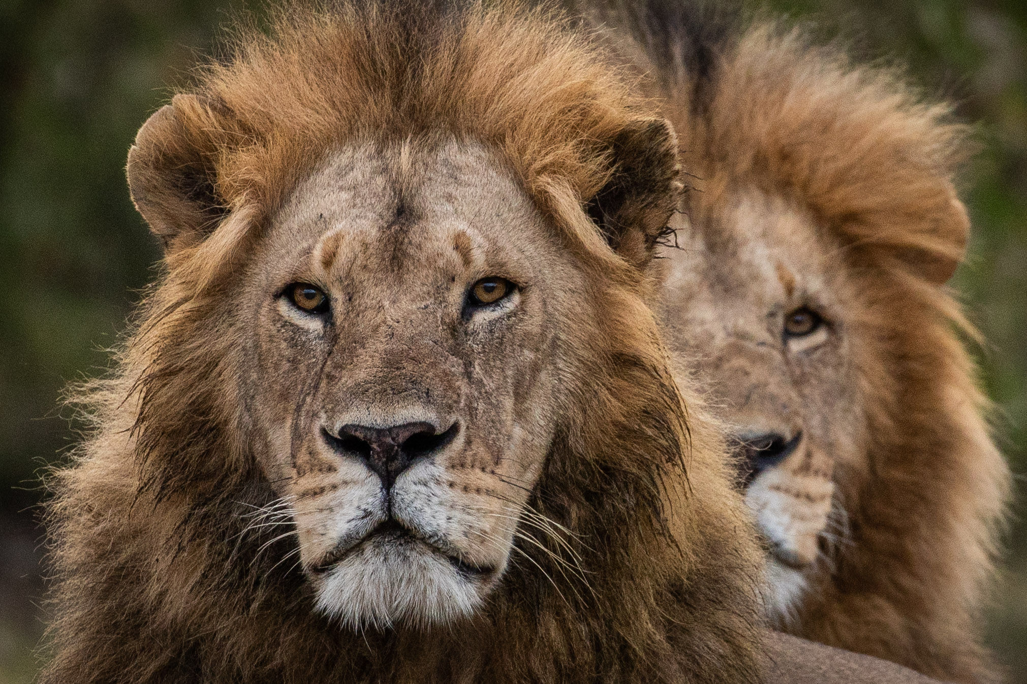 Meet the Real Lion King on These Thrilling Safari Adventures