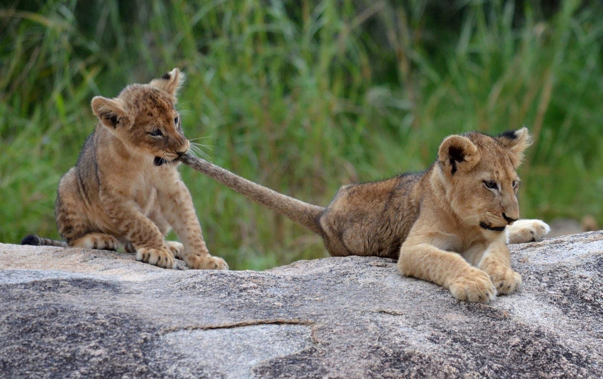 Meet the Real Lion King on These Thrilling Safari Adventures