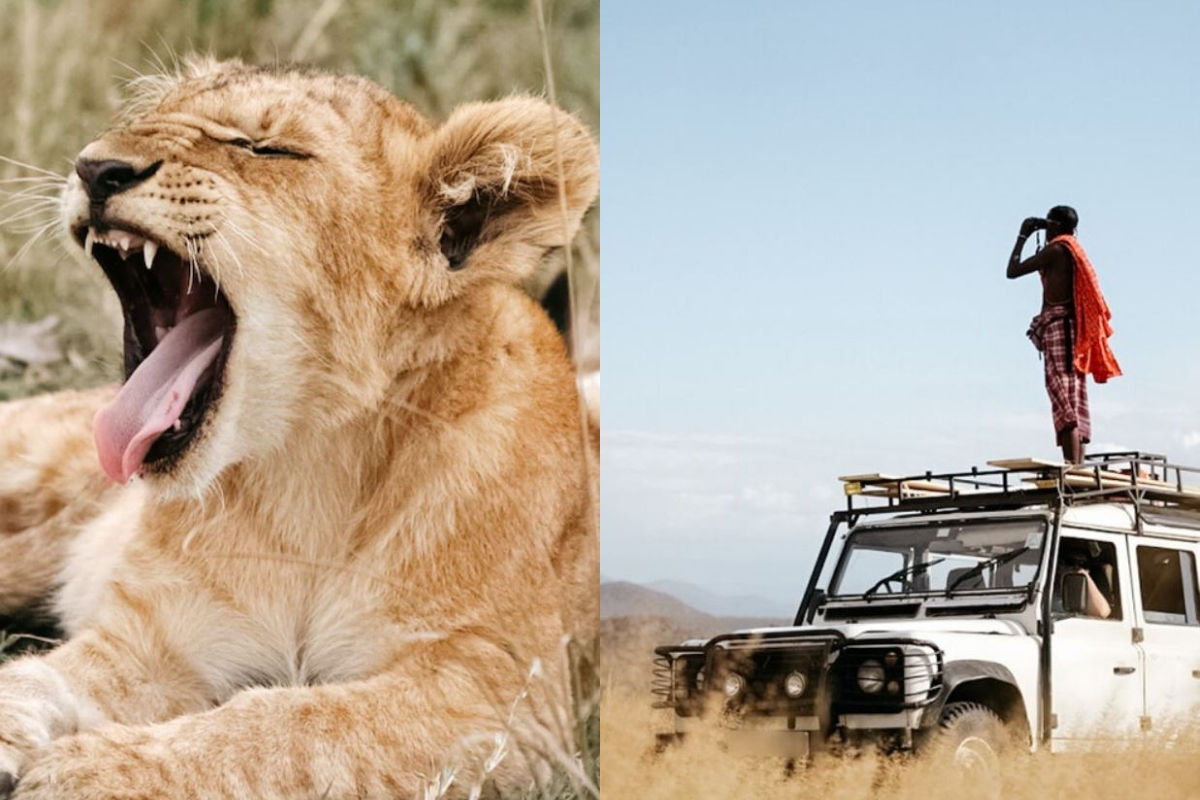 Meet the Real Lion King on These Thrilling Safari Adventures