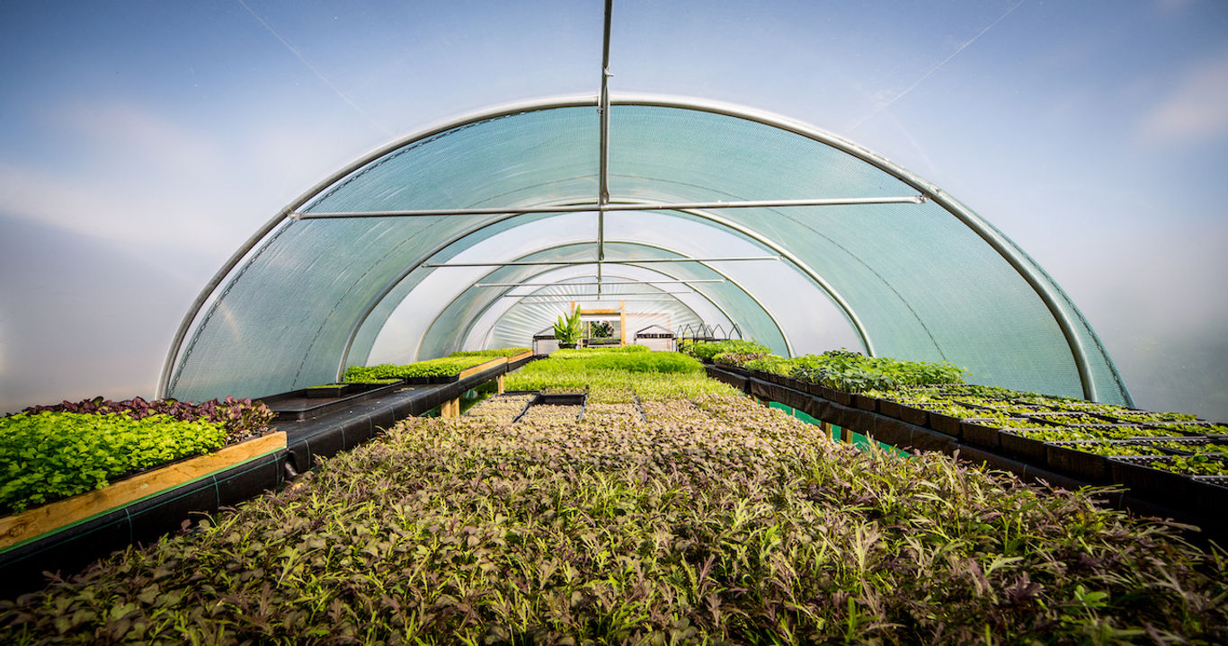 Getting to The Root of Roganic Chef Simon Rogan's Culinary Consciousness