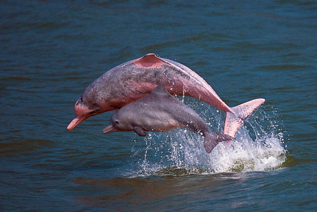 Pink Dolphins Have Returned to Hong Kong Due to Reduced Marine Traffic