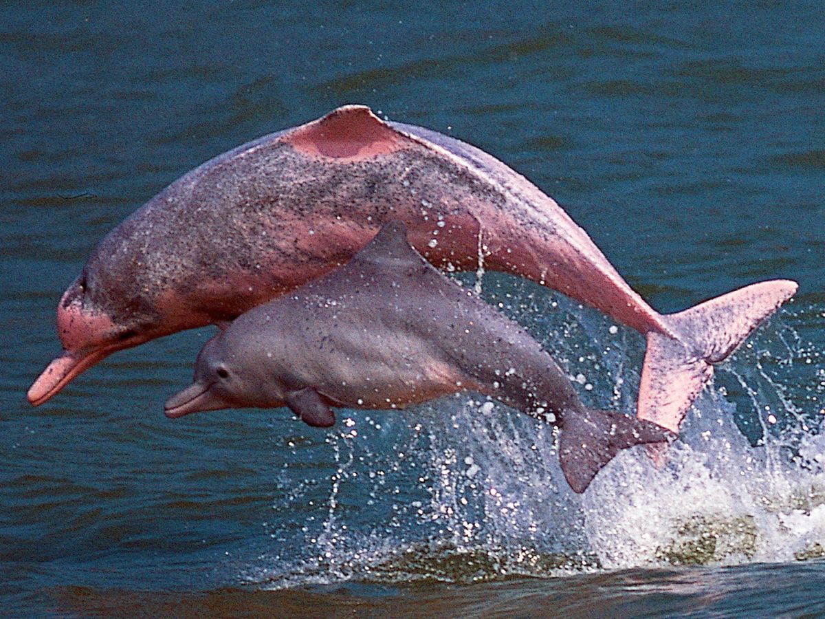 pink dolphin