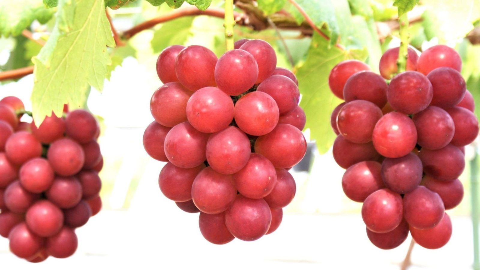 11 of the most expensive fruits in the world to splurge on