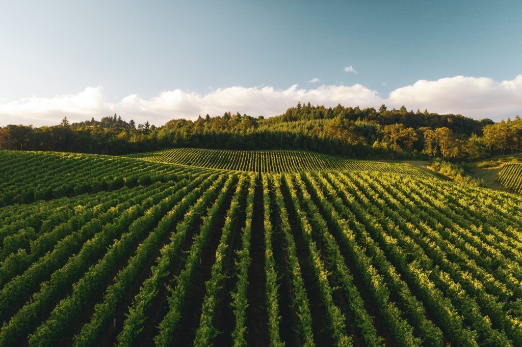 7 of the World's Most Expensive Champagnes