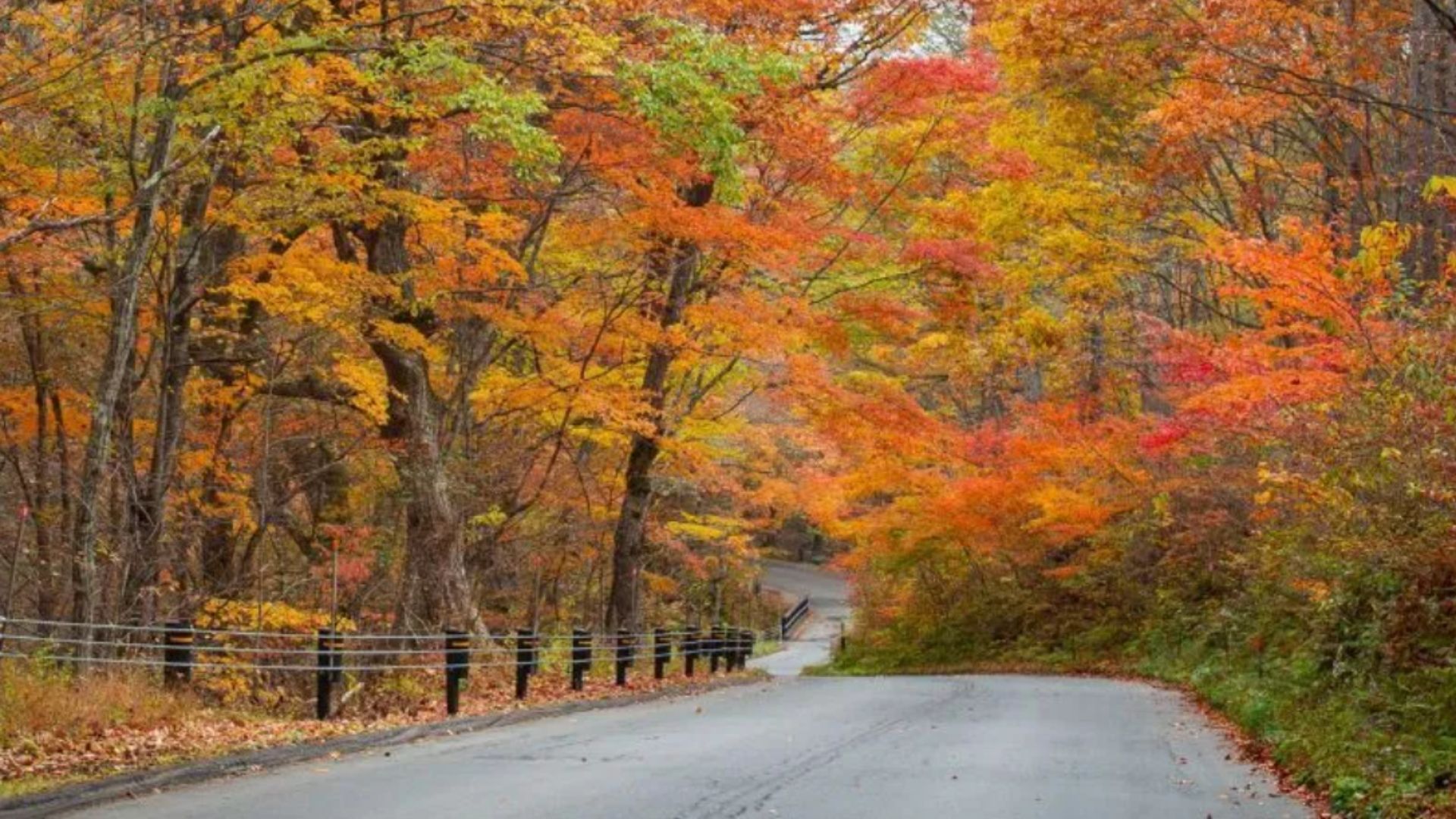 Japan Announces the Cherry Blossom Forecast for this Spring 2024