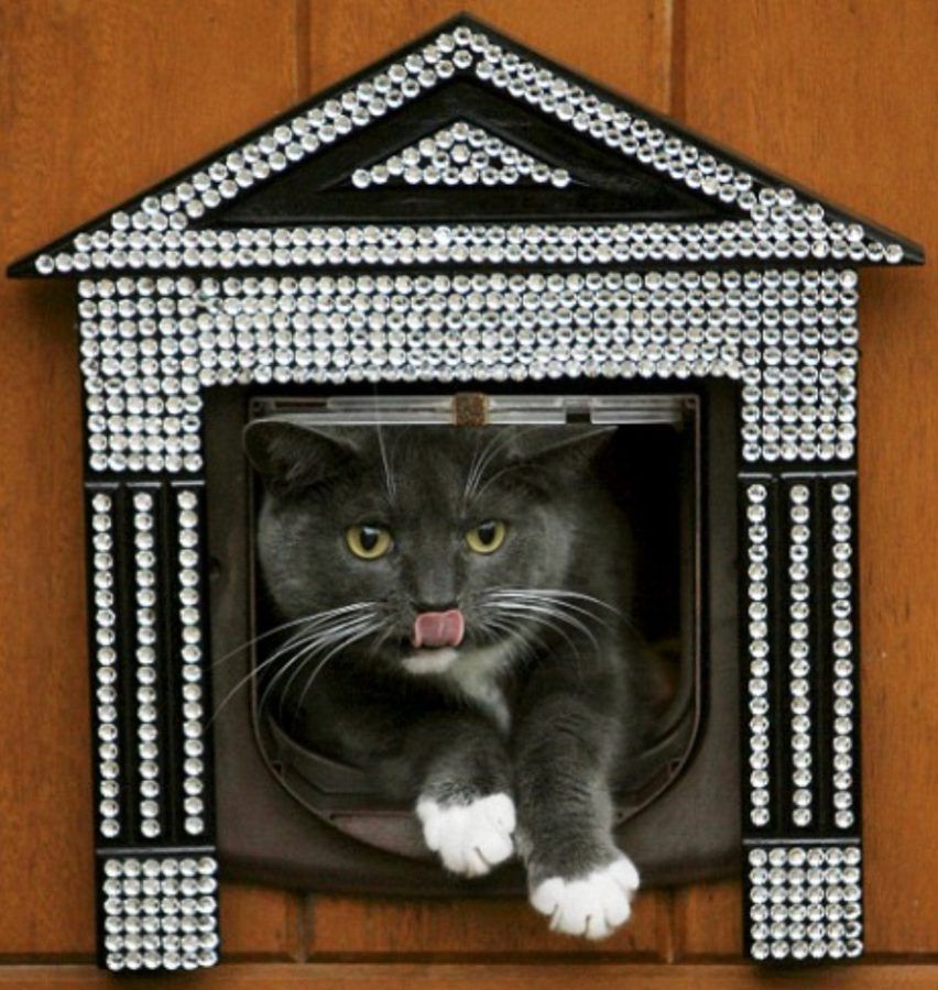 11 Most Expensive Luxury Pet Accessories for Your Fur Baby