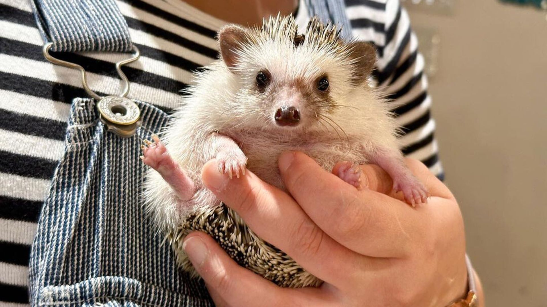 A Tour of the Most Unique Cafes in Japan