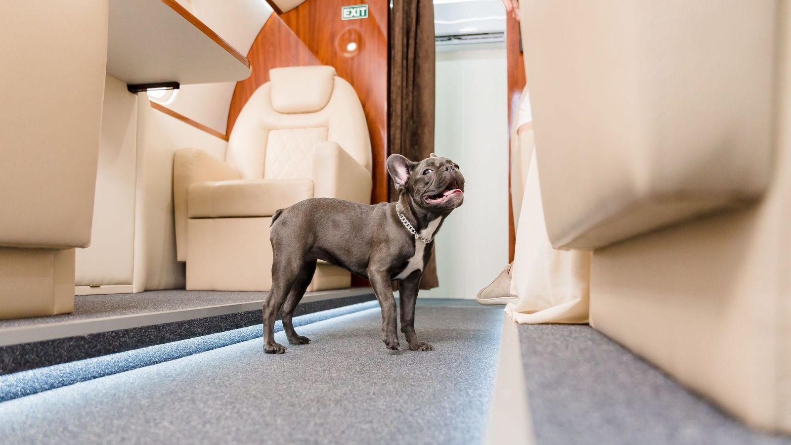 BARK Air, a New York-Based Airline, Caters to Jet-Setting Dogs