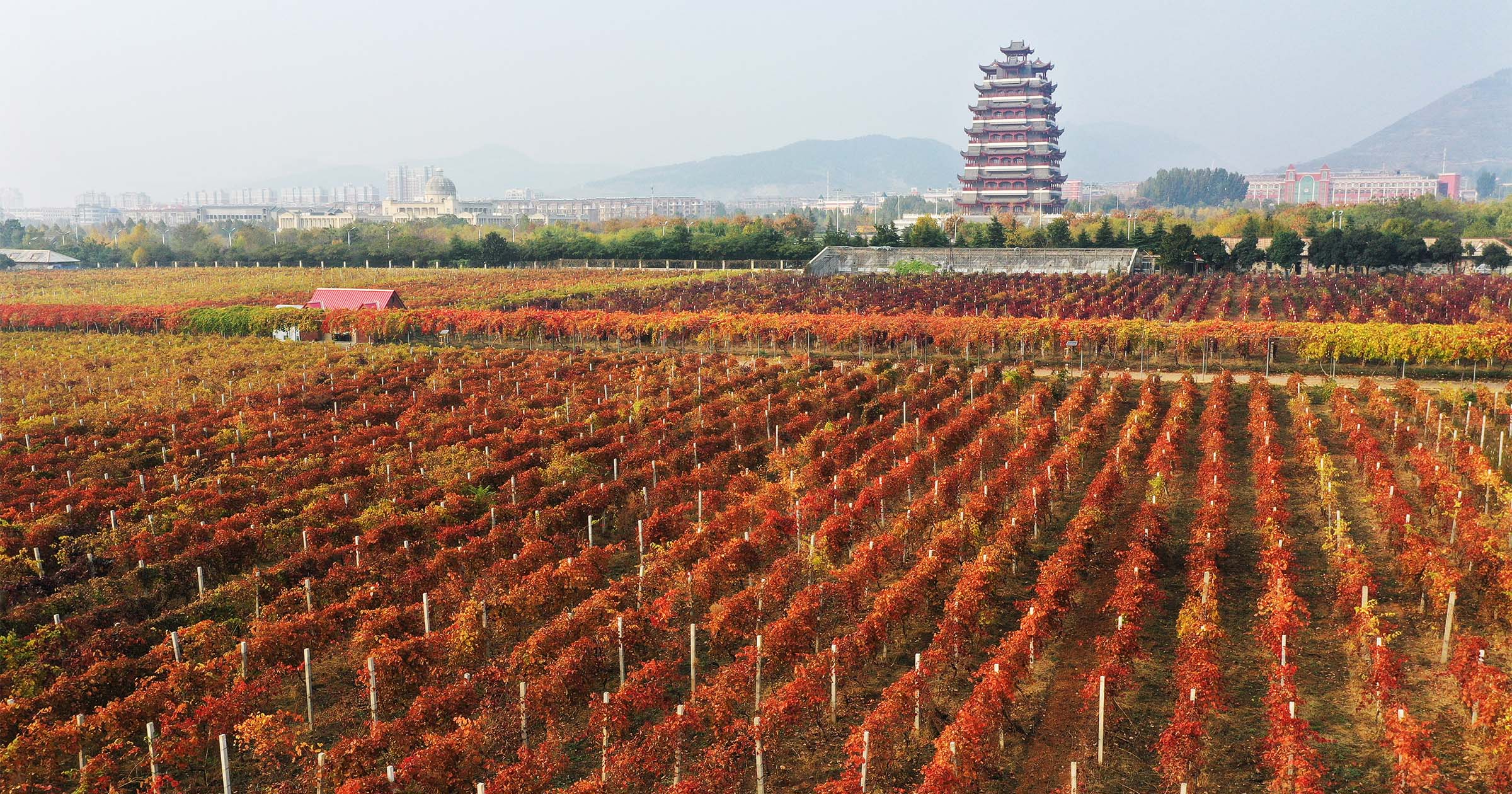 Raise a Glass to China: The Rise of Chinese Wine | Prestige Online ...