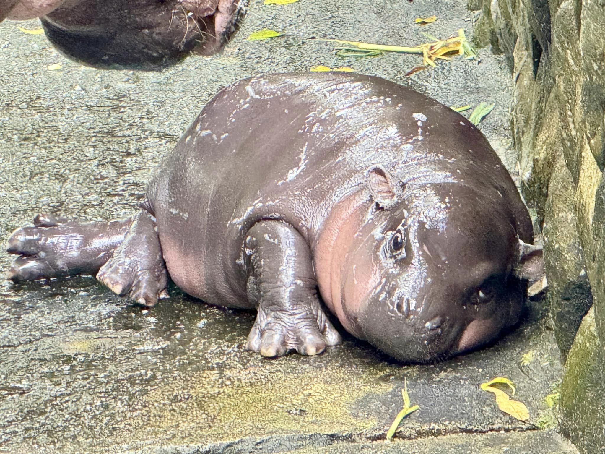 Thai Pygmy Hippo Moo Deng Sparks Viral Tiktok Blush and Makeup Trend
