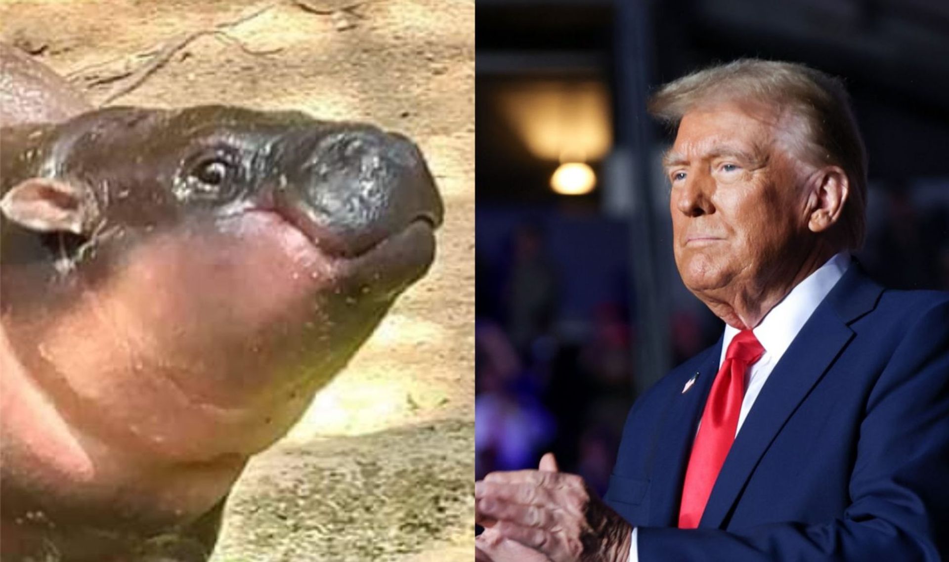 Moo Deng Weighs in on US Presidential Election with Trump on Her Mind ...