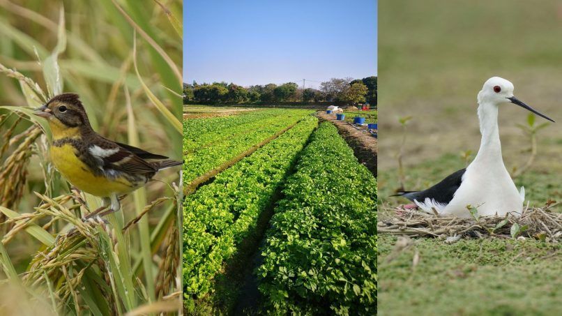 A Recently Opened Long Valley Nature Park in Hong Kong