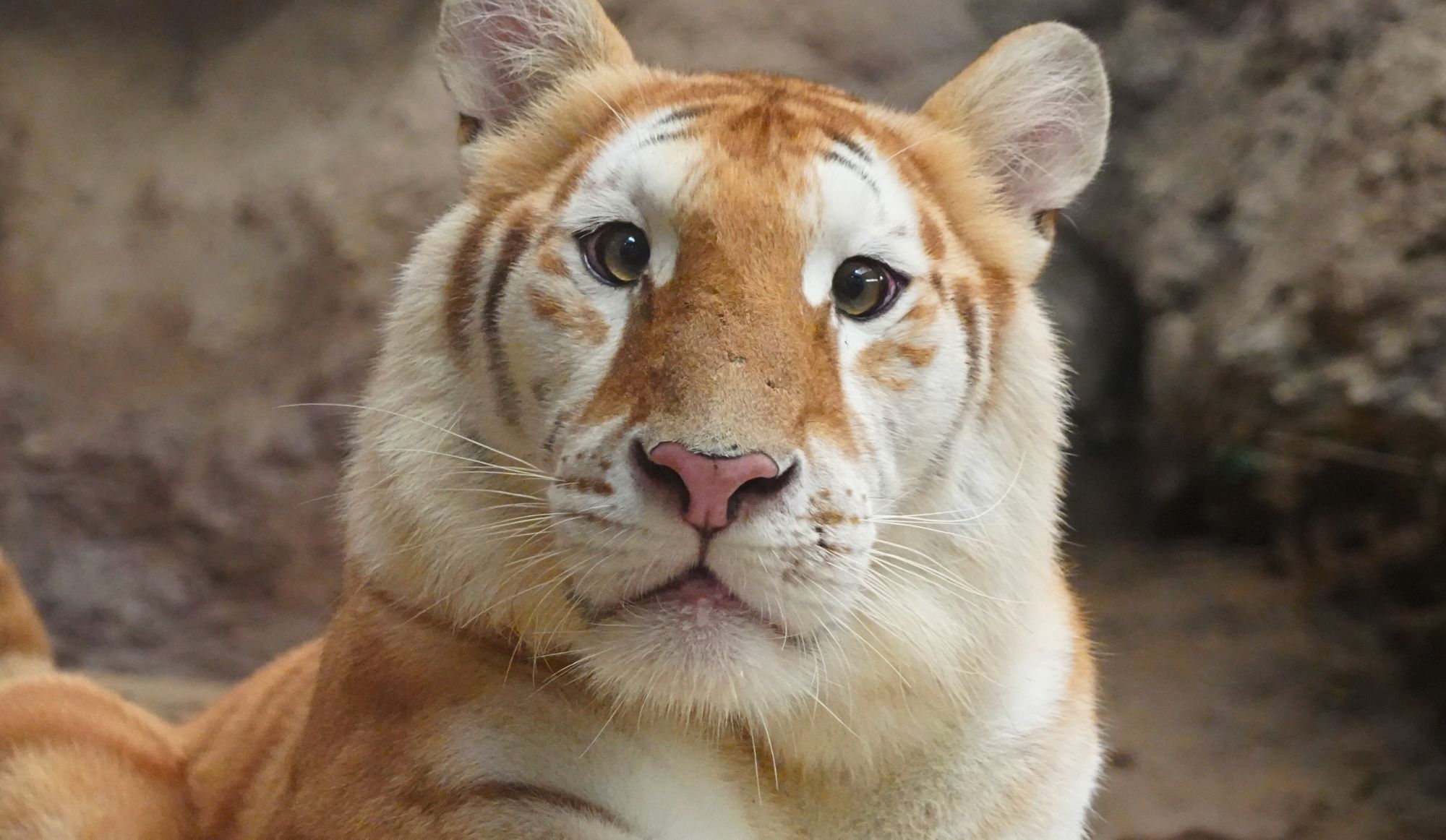 Meet Ava, the Viral Golden Tiger Cub in Thailand - PrestigeOnline Hong Kong
