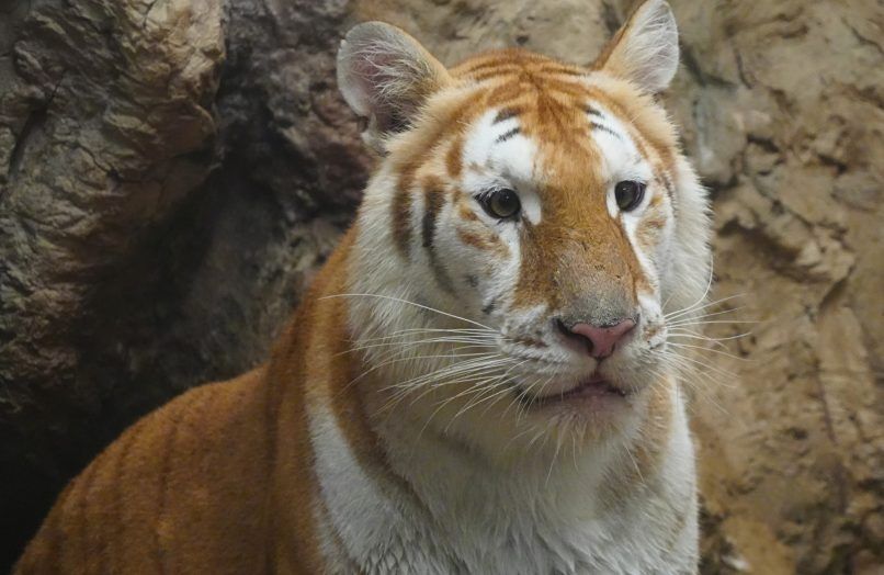 How to See the Golden Tiger of Ava, Chiang Mai Night Safari