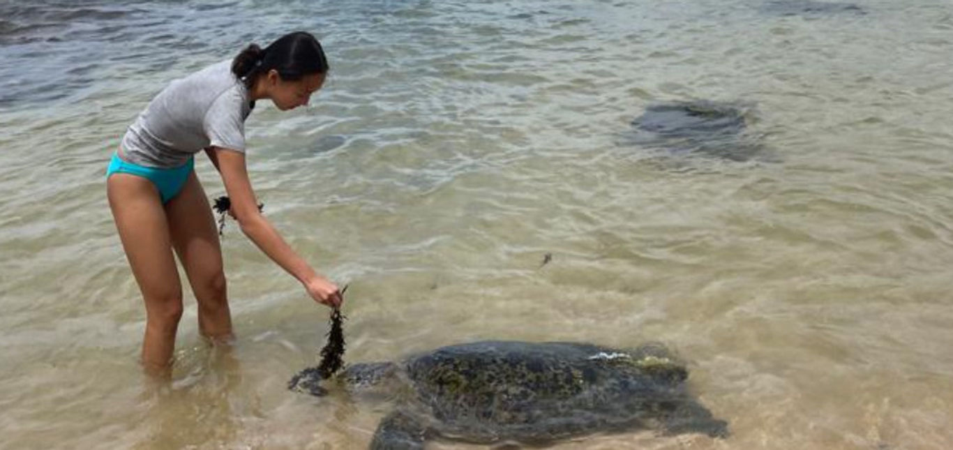 Hayley Tang on Peregrinations With A Purpose and Sea Turtles