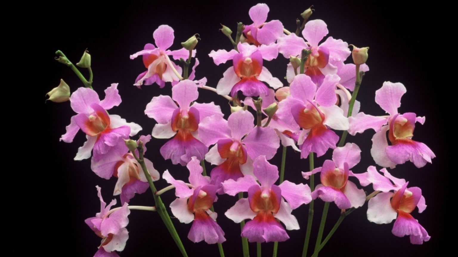 10 of the Most Expensive Flowers in the World