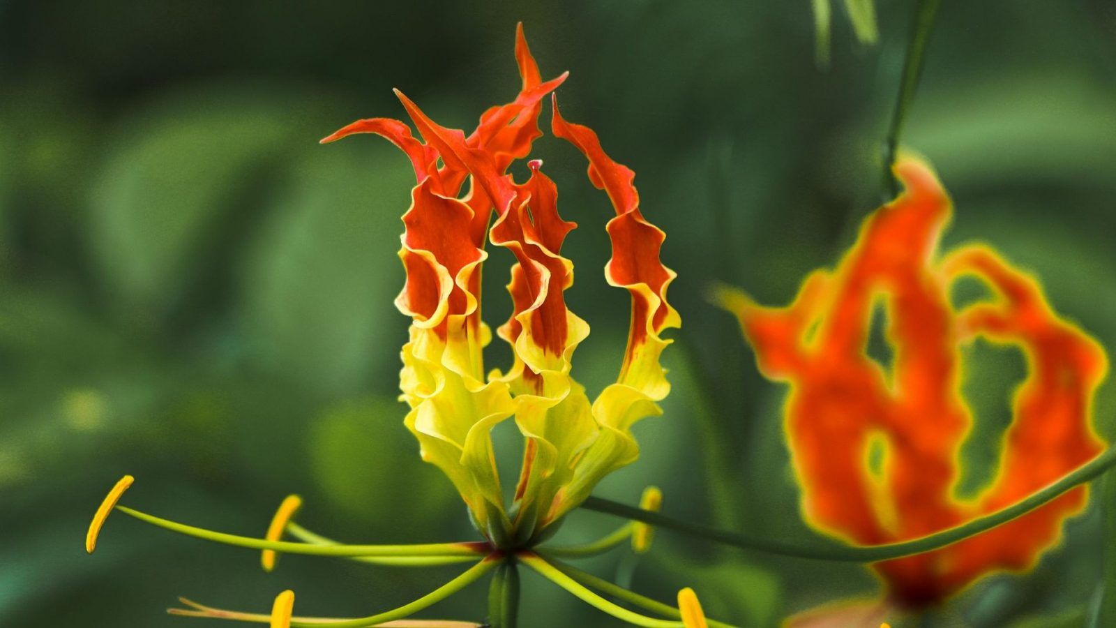 10 of the Most Expensive Flowers in the World
