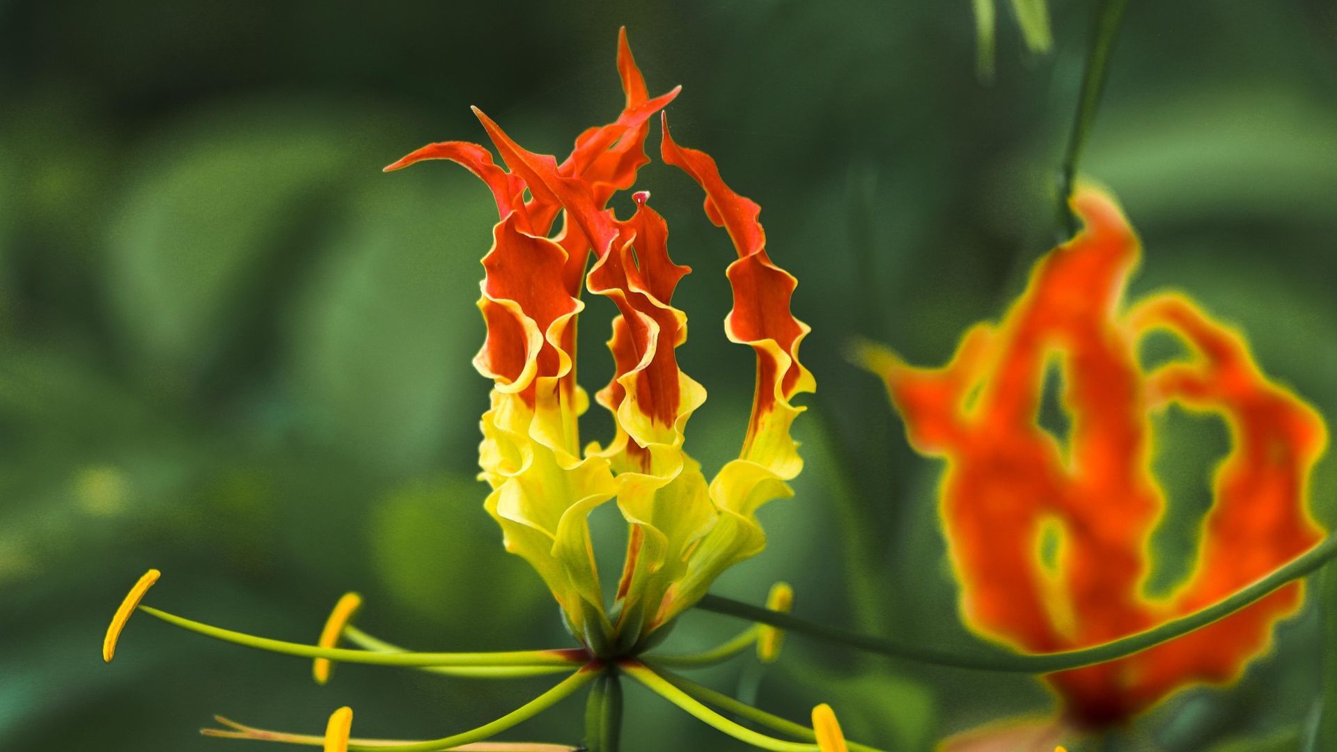 10 of the Most Expensive Flowers in the World