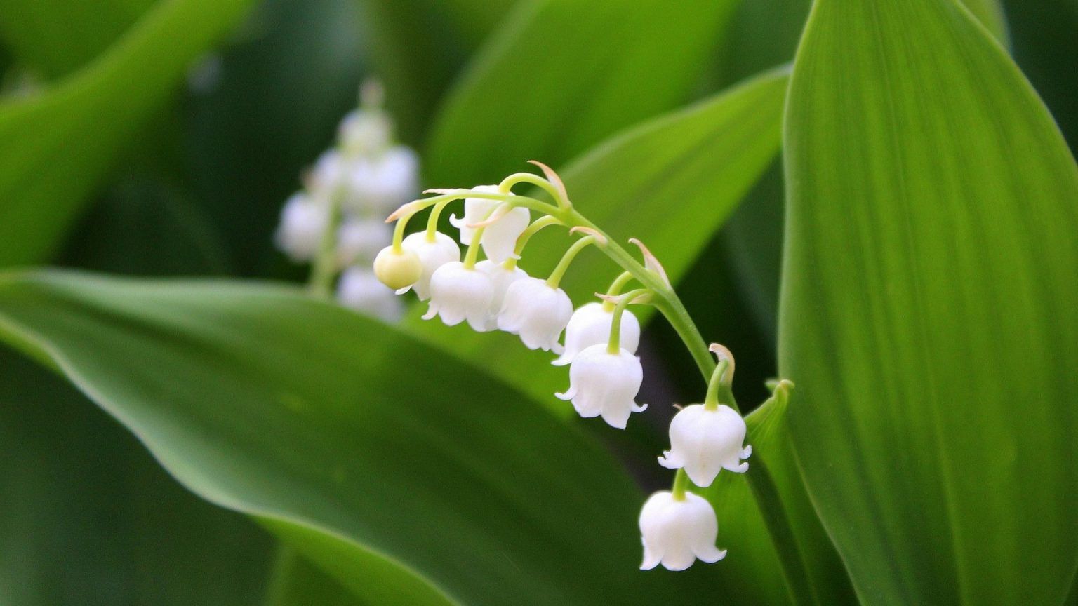 10 of the Most Expensive Flowers in the World