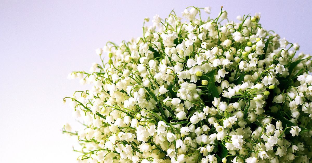 10 of the Most Expensive Flowers in the World
