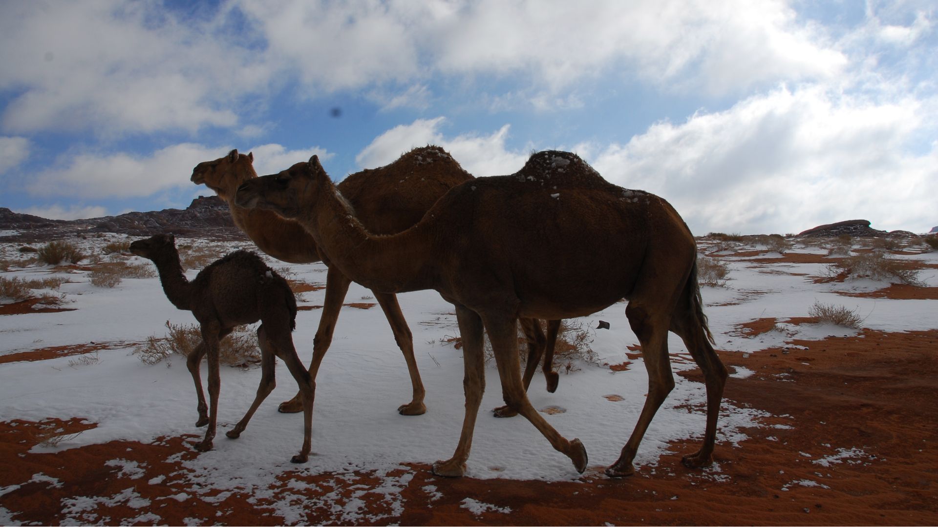 Snow In Desert? Arid Landscapes That Turn White in Winter ...