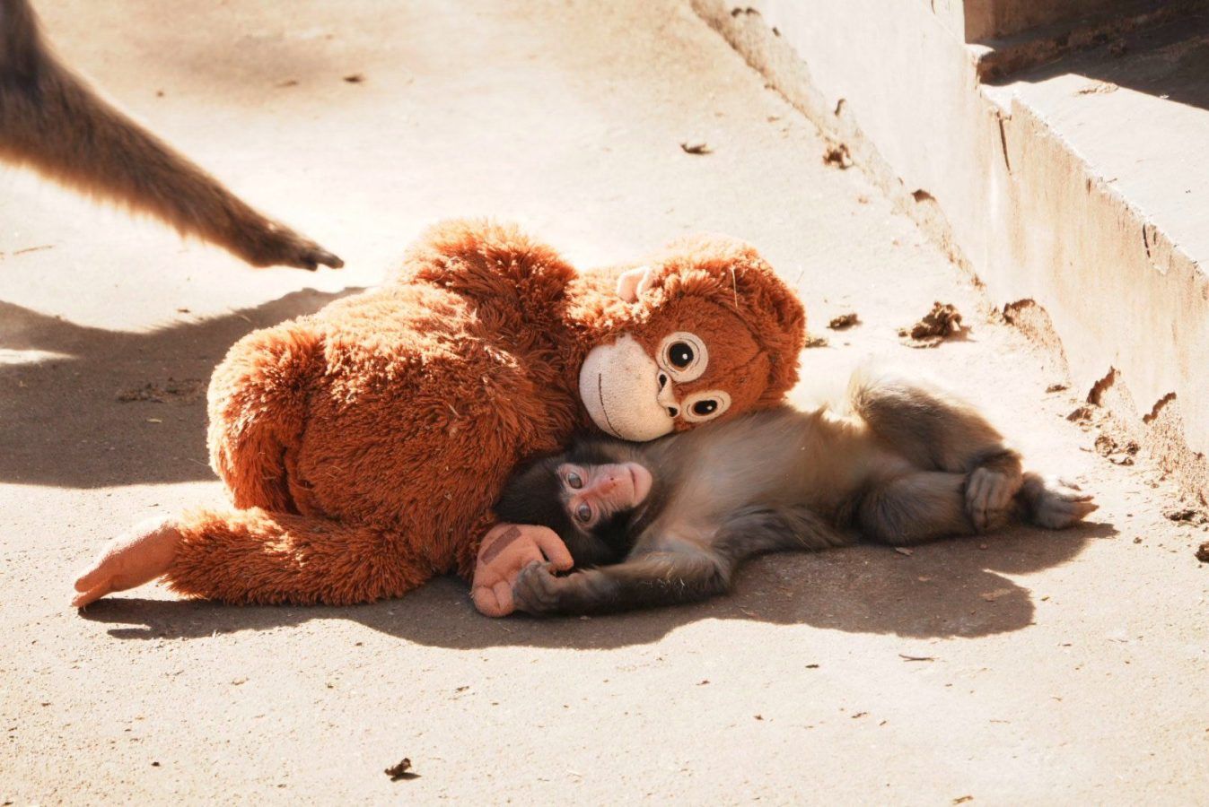 Why We’re All Lonely Japanese Baby Monkeys, Like Punch – PrestigeOnline ...