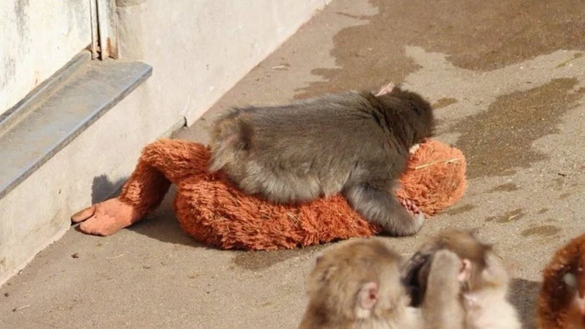 Everything to Know About the Viral Baby Monkey Punch in Ishikawa Zoo ...