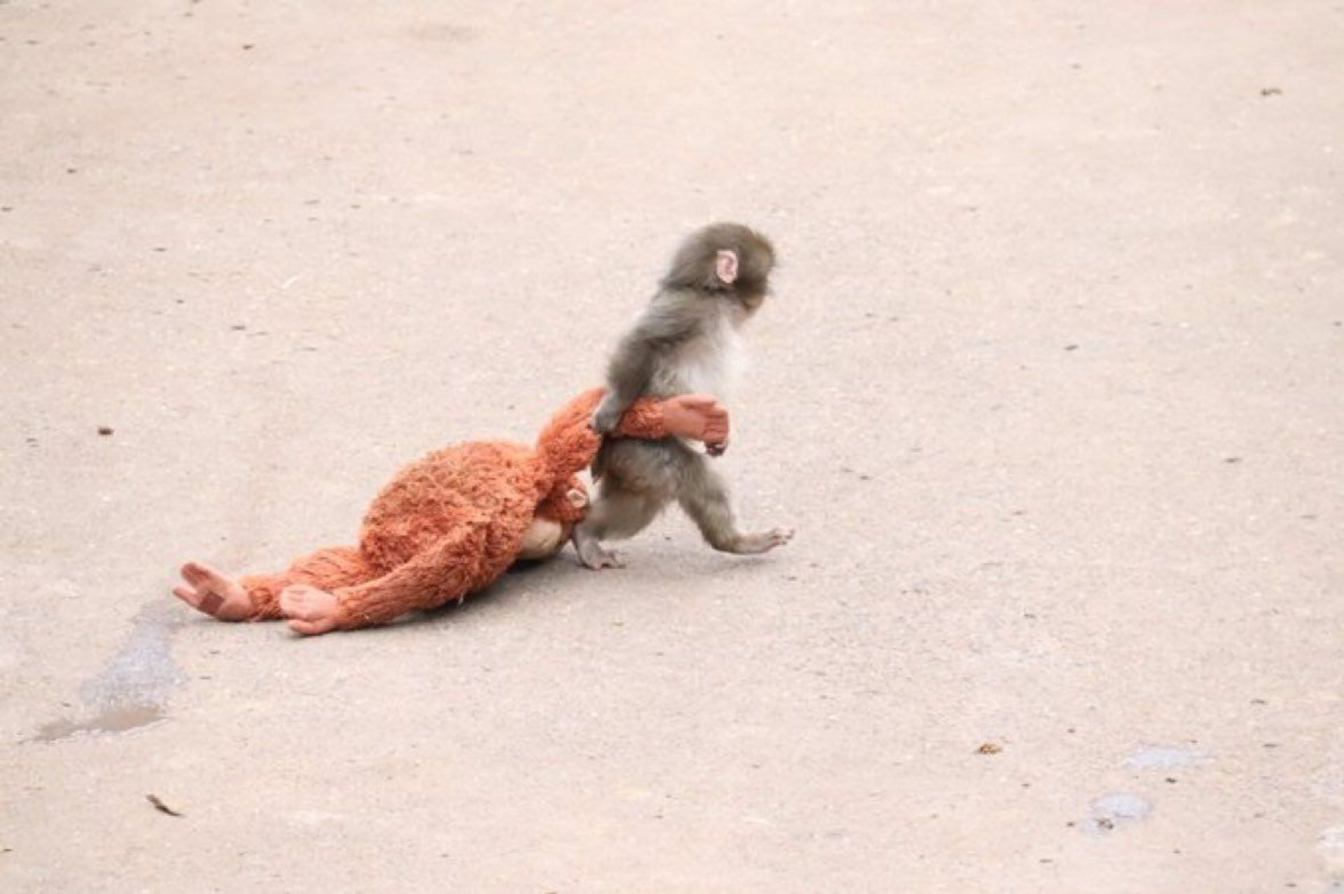 Everything to Know About the Viral Baby Monkey Punch in Ishikawa Zoo ...