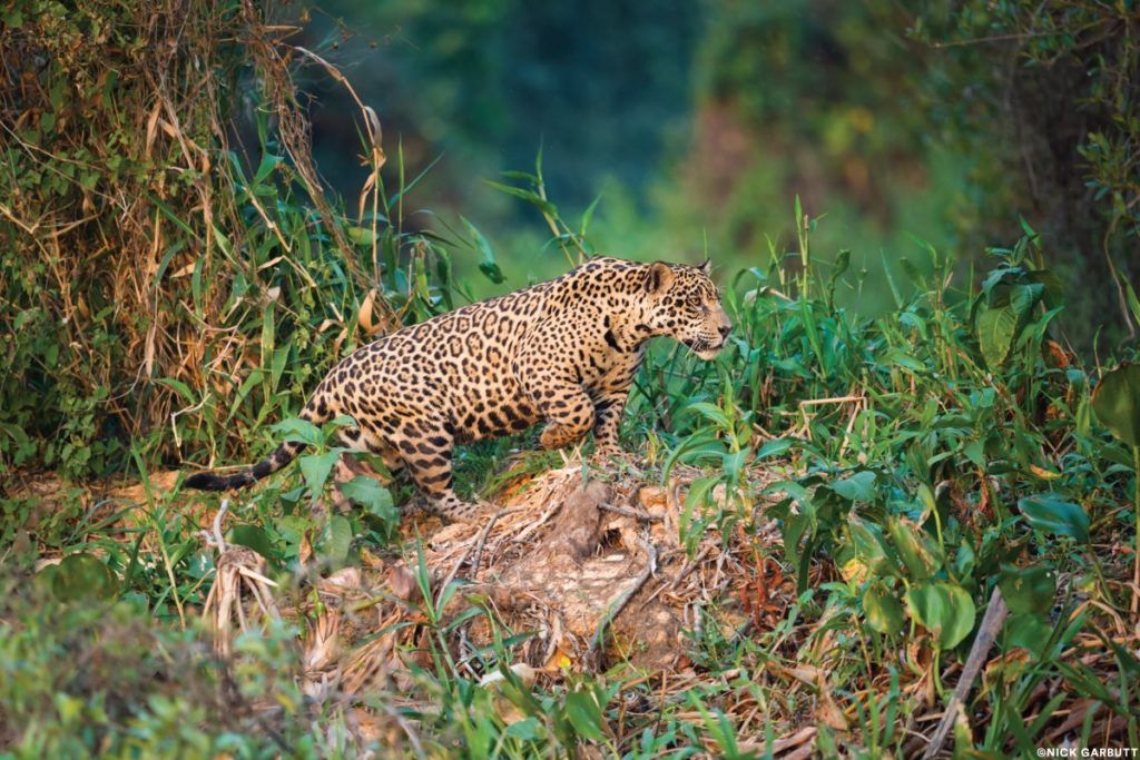 Earth Day 2021: 10 Environmental Organisations to Help Save Our Planet