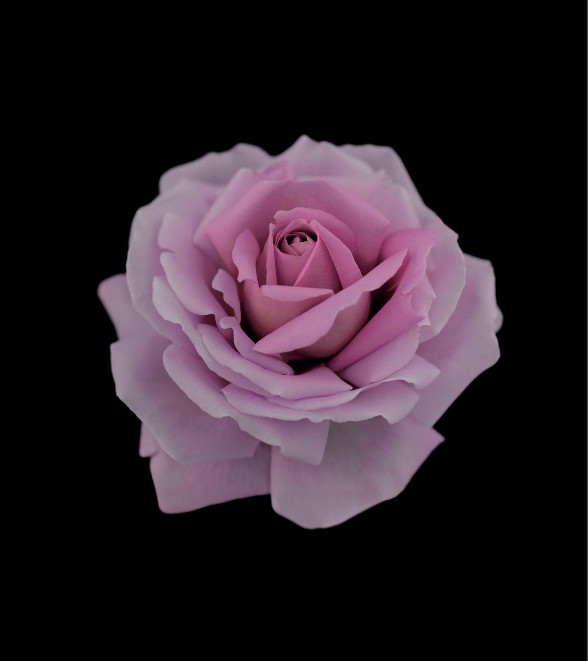 How luxury beauty brands are using flowers in their skincare lines