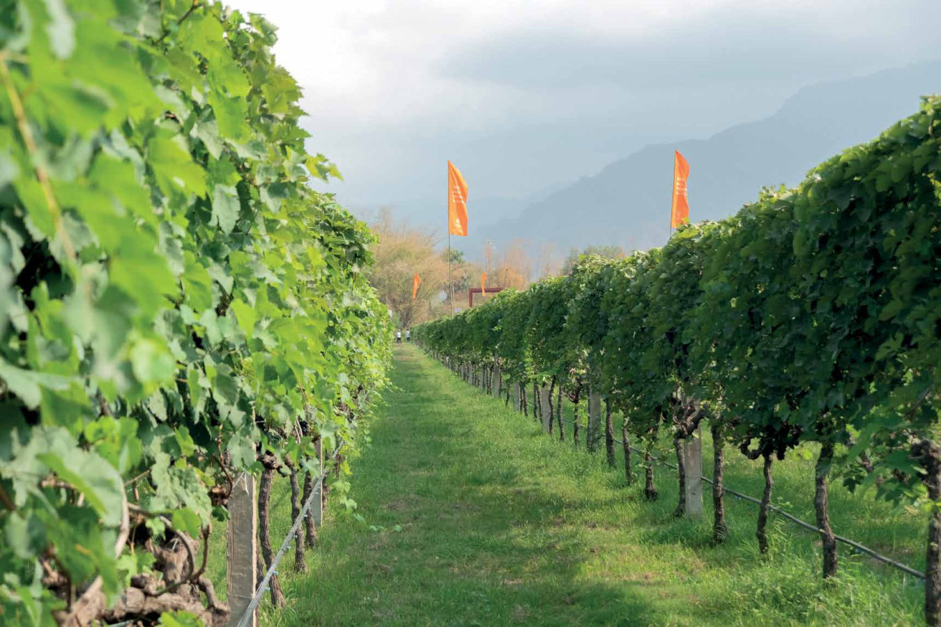 The unveiling of Hatten Wines' Limited-Edition Chenin Blanc
