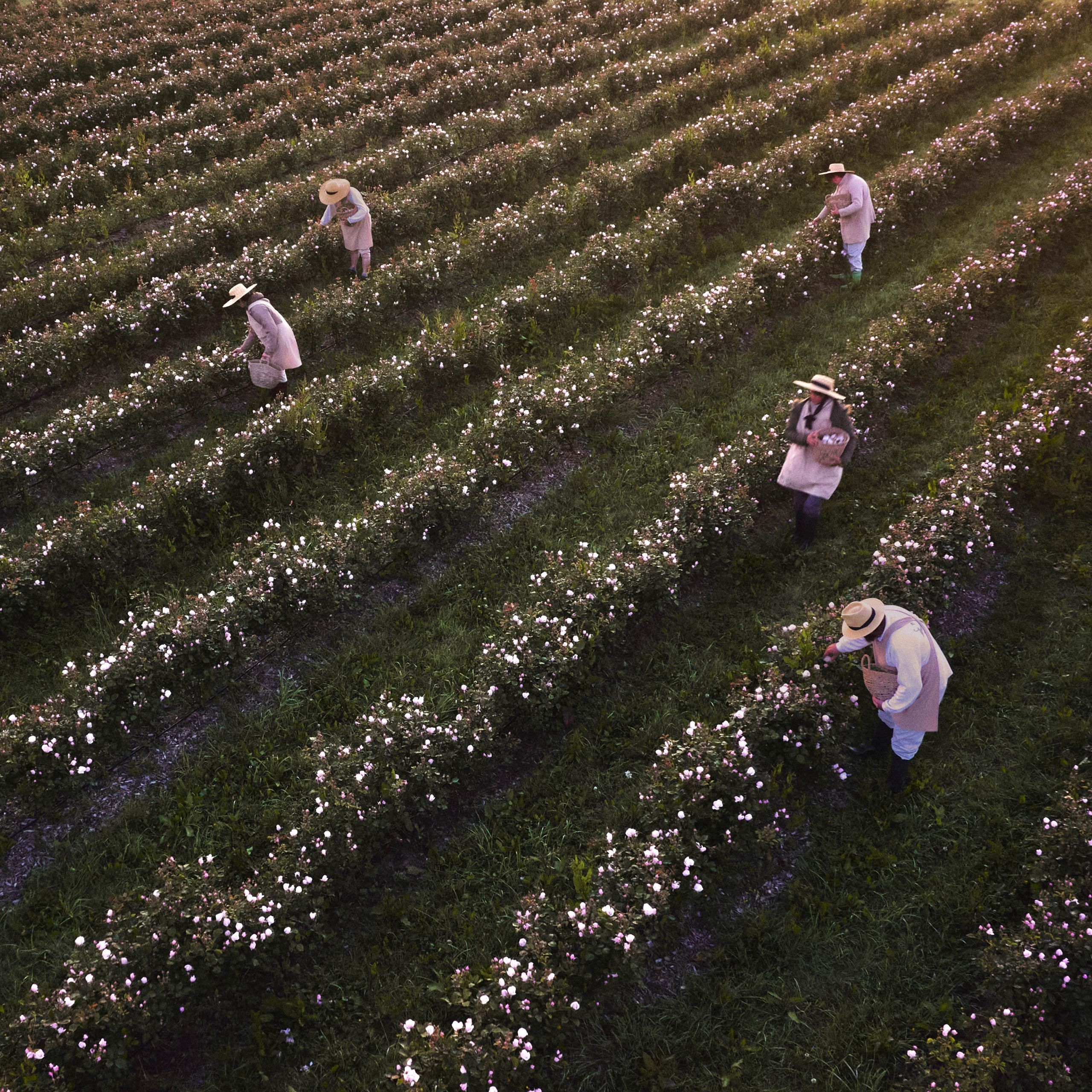 Why Luxury Beauty Brands Are Taking The Farm-To-Face Approach