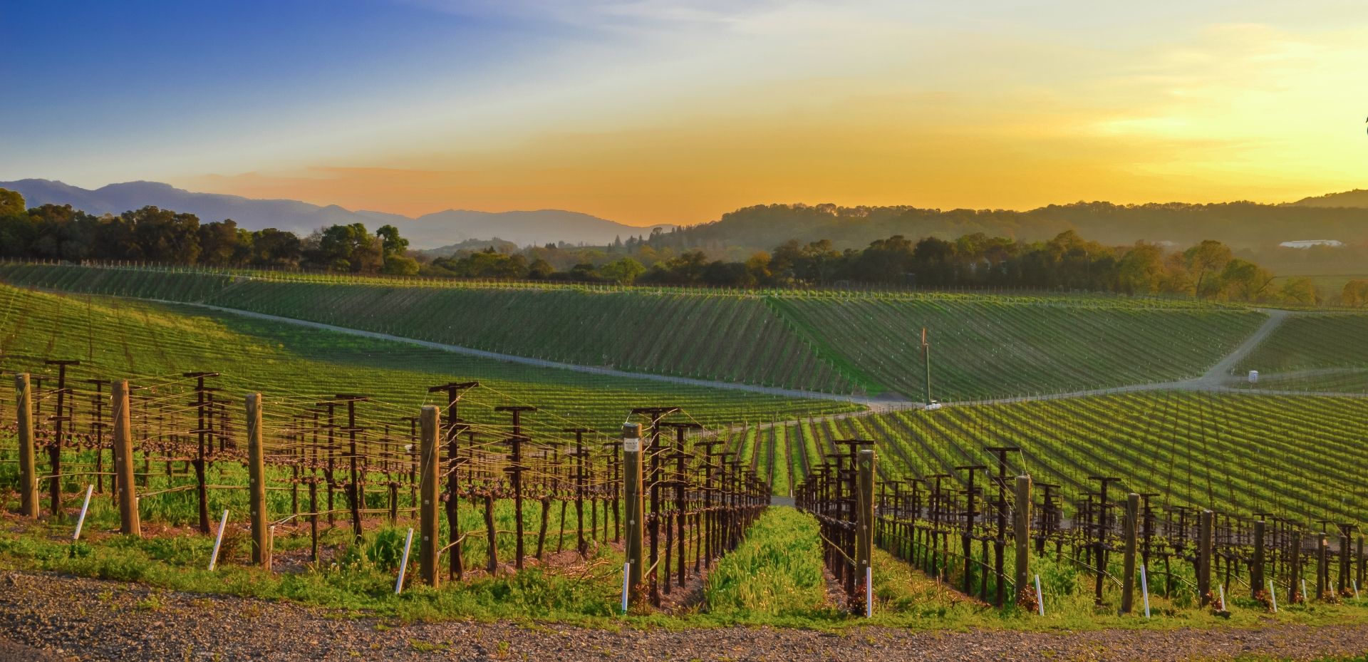James Suckling Selects the United States' Top 100 Wines