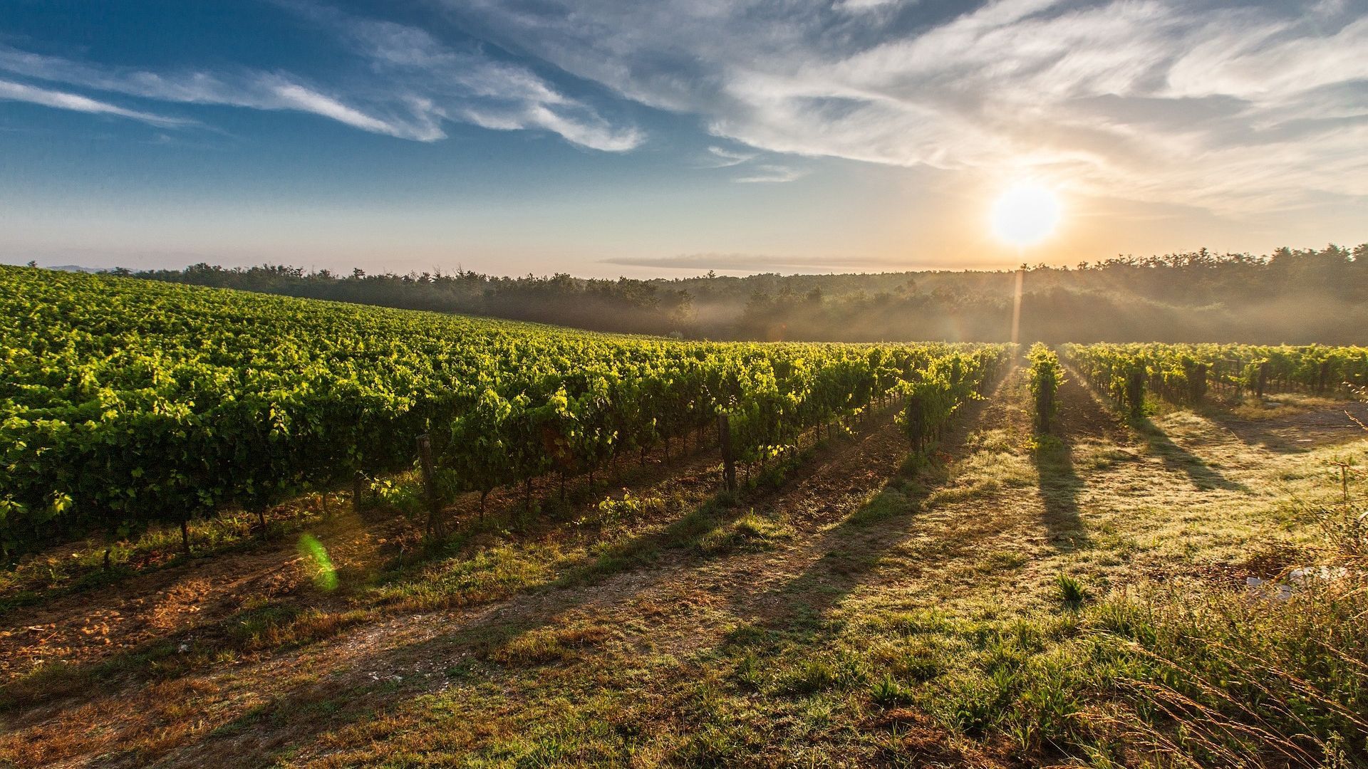 2025's Best Wines in the World James Suckling claims that