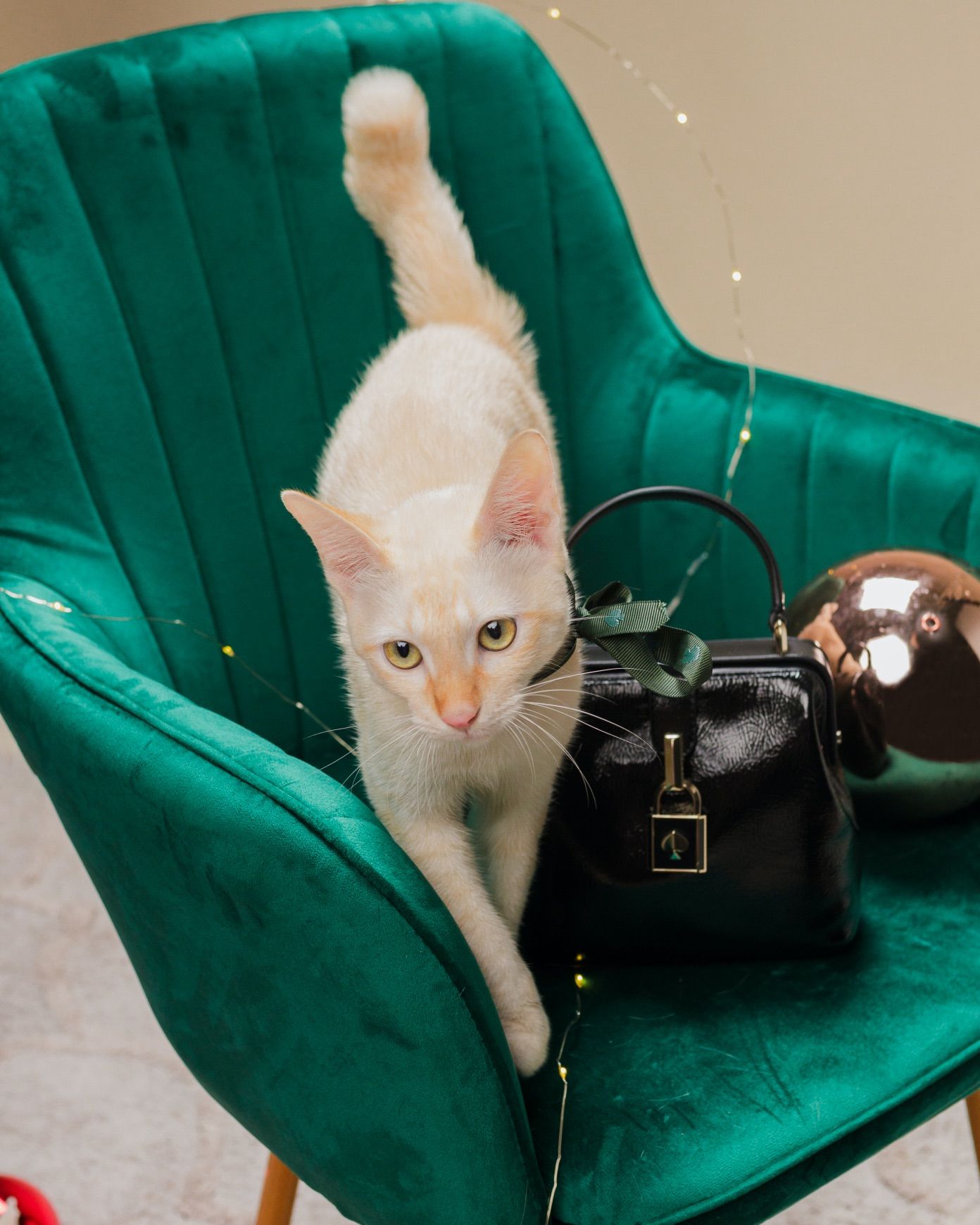 Cats star in Kate Spade's holiday campaign with Allergic Rescuers Kuala ...