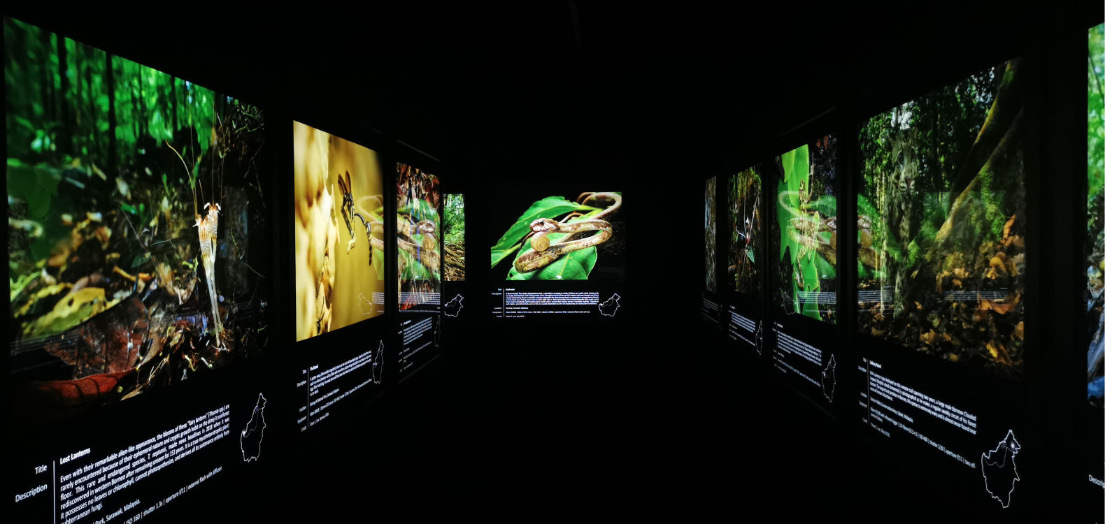 Chien C. Lee captures his fascination for Borneo's rainforest, now on ...