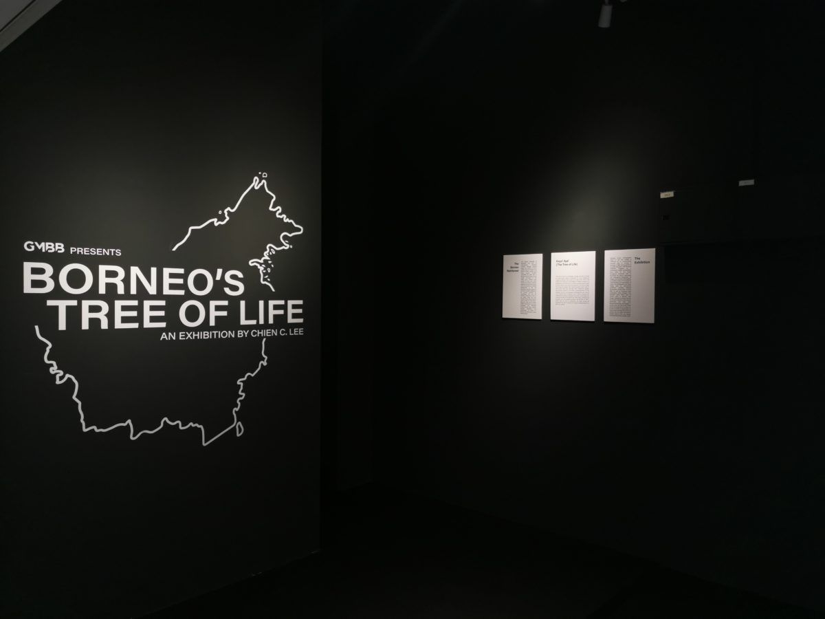 Chien C. Lee captures his fascination for Borneo's rainforest, now on ...