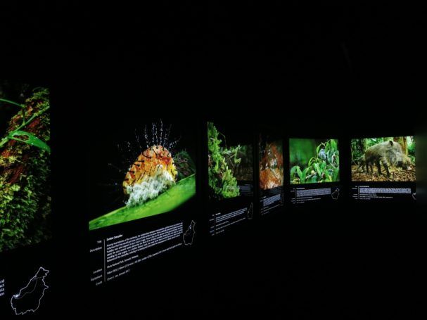 Chien C. Lee captures his fascination for Borneo's rainforest, now on ...