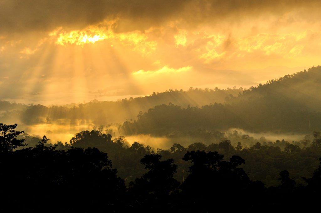 Eden: Untamed Planet by BBC Earth explores the Borneo rainforests