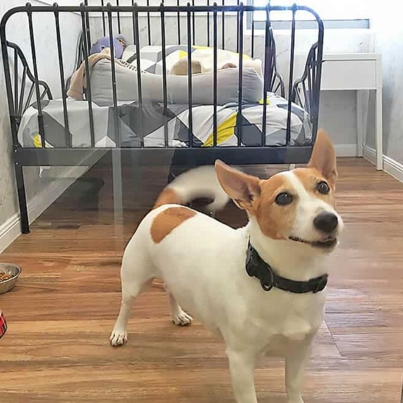 Treat your pets with a stay at these luxurious pet hotels across the globe