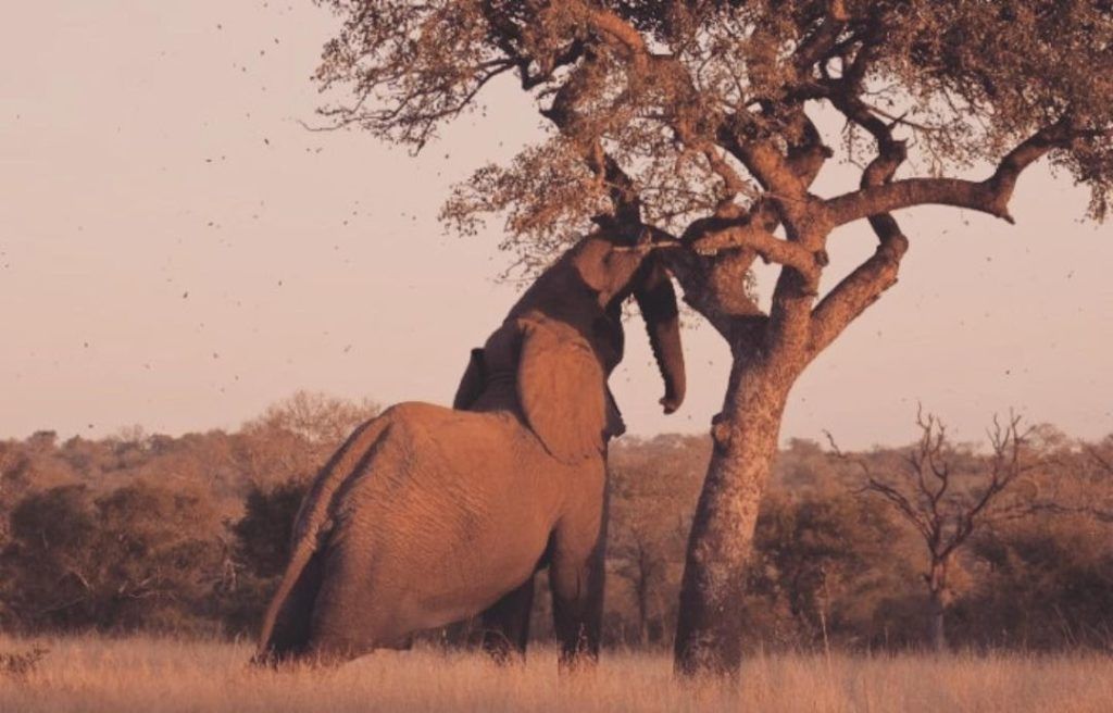 Africa's superfruit, marula, will do wonders for your skin