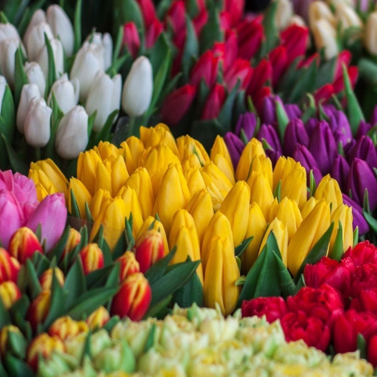 50 of the most gorgeous flowers in the world and what they symbolise