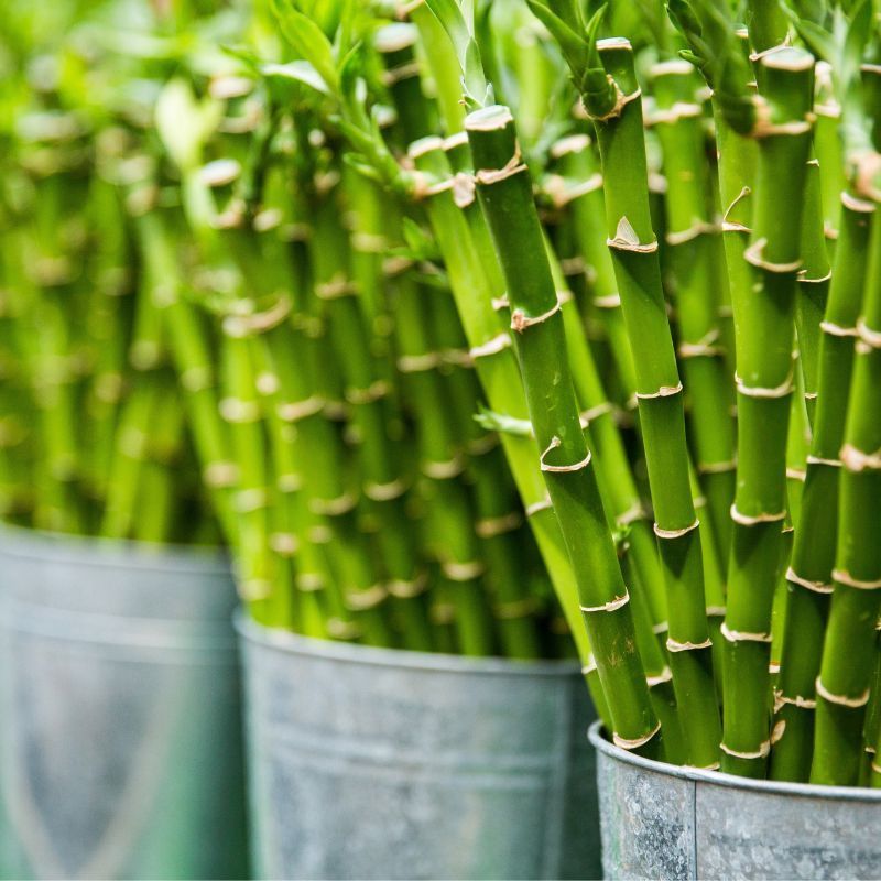 The best vastu money plants for your home that draws wealth and success