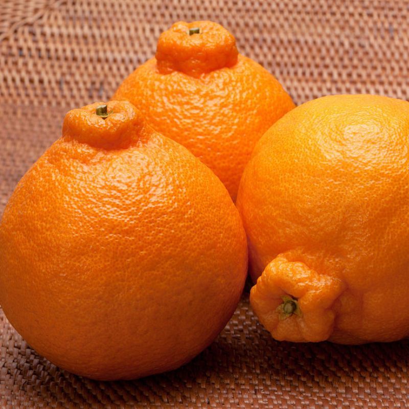 11 of the most expensive fruits in the world to splurge on