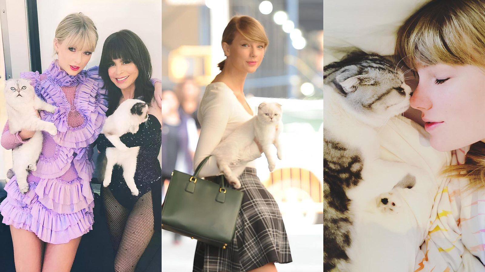All about Taylor Swift's cats: Olivia Benson, Meredith, and Benjamin