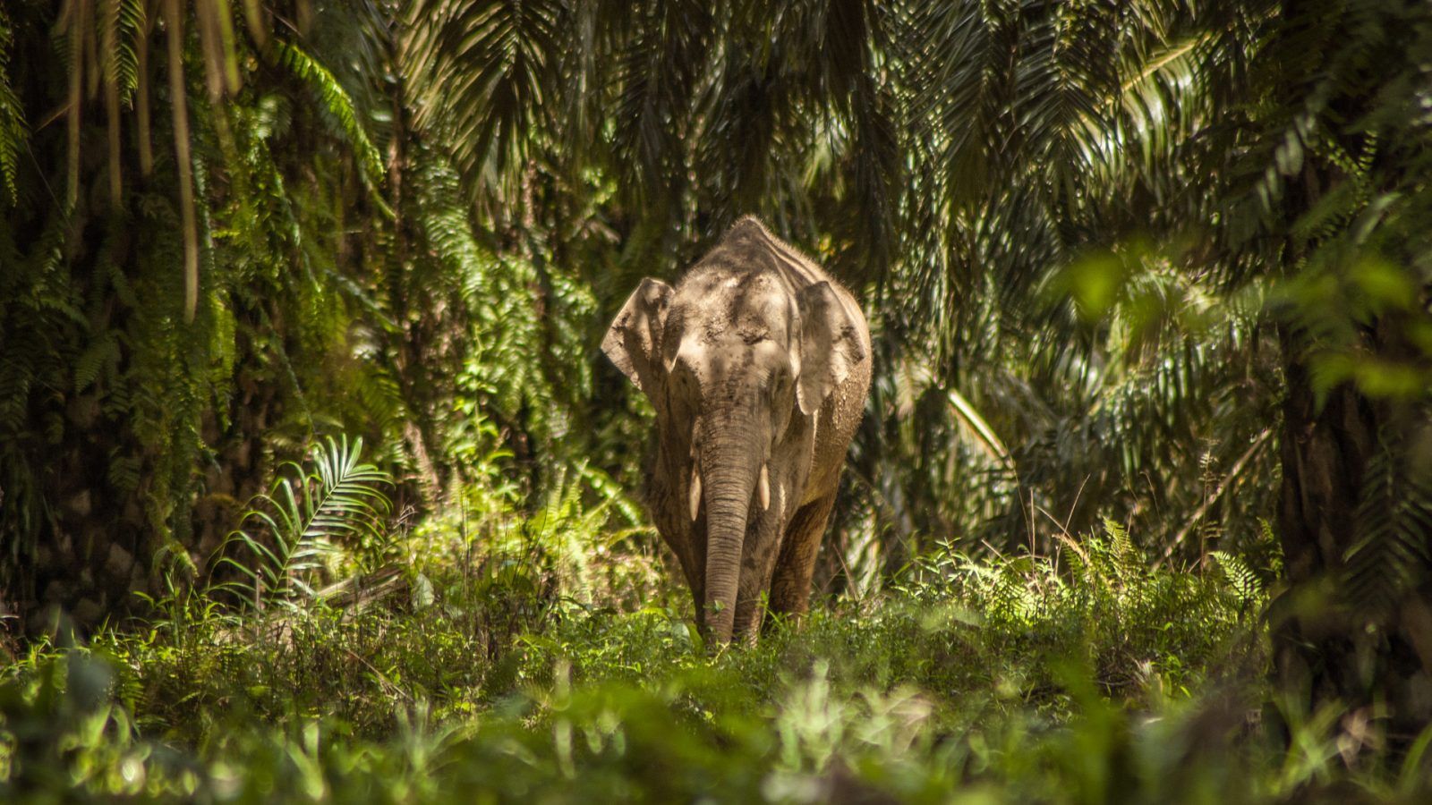 Exclusive interview: Reduce carbon emissions with WWF's Sophia Lim