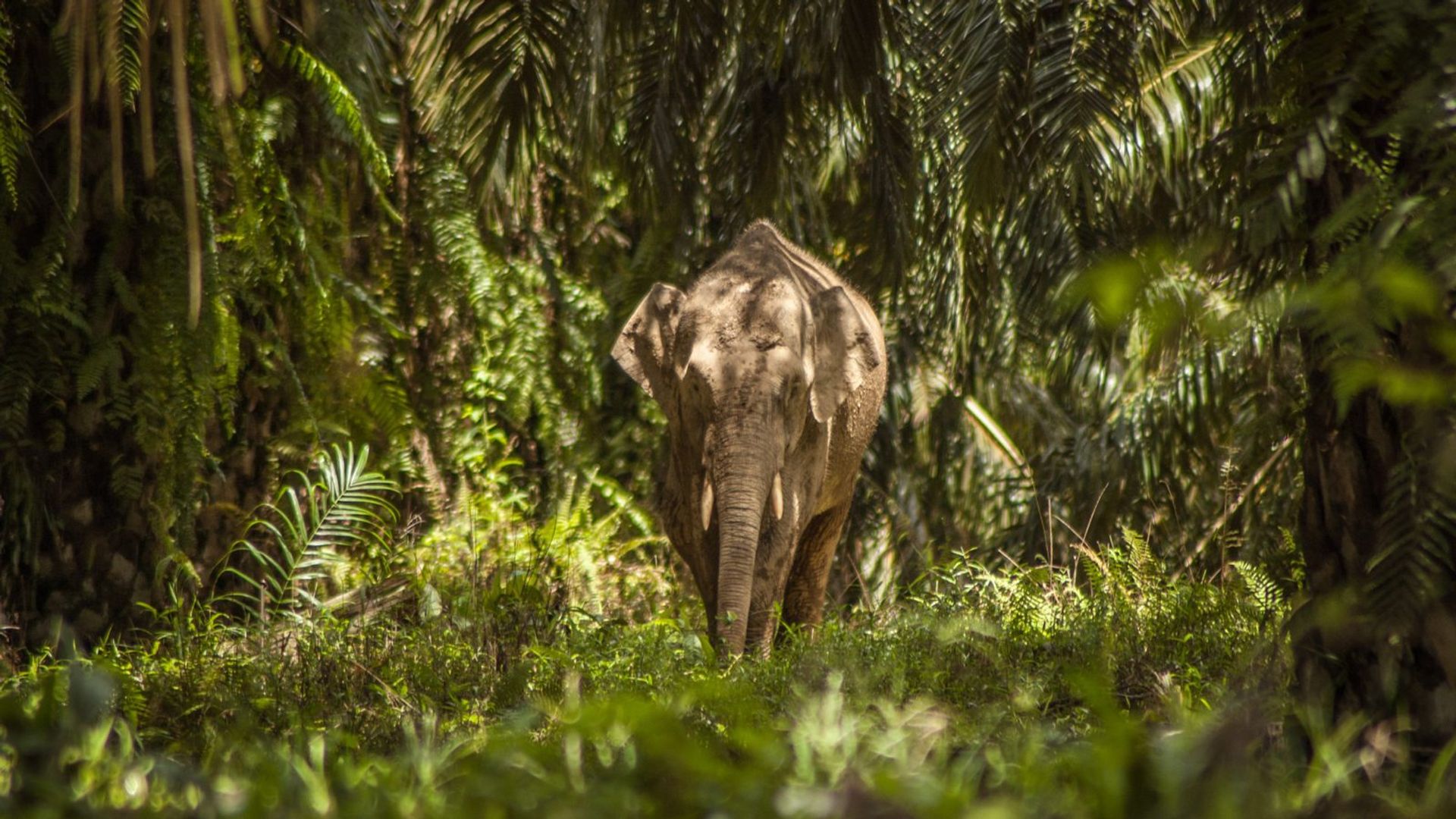 Exclusive interview: Reduce carbon emissions with WWF's Sophia Lim