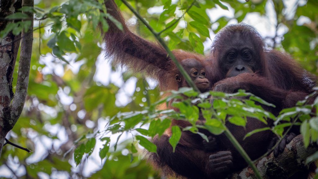 Exclusive interview: Reduce carbon emissions with WWF's Sophia Lim