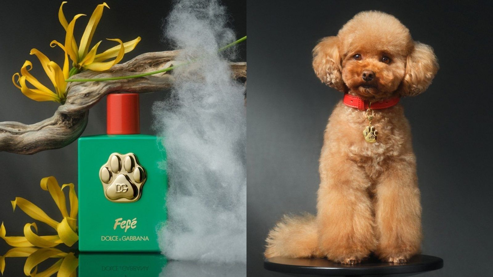 Fefè from Dolce & Gabbana: The new luxury perfume for dogs ...